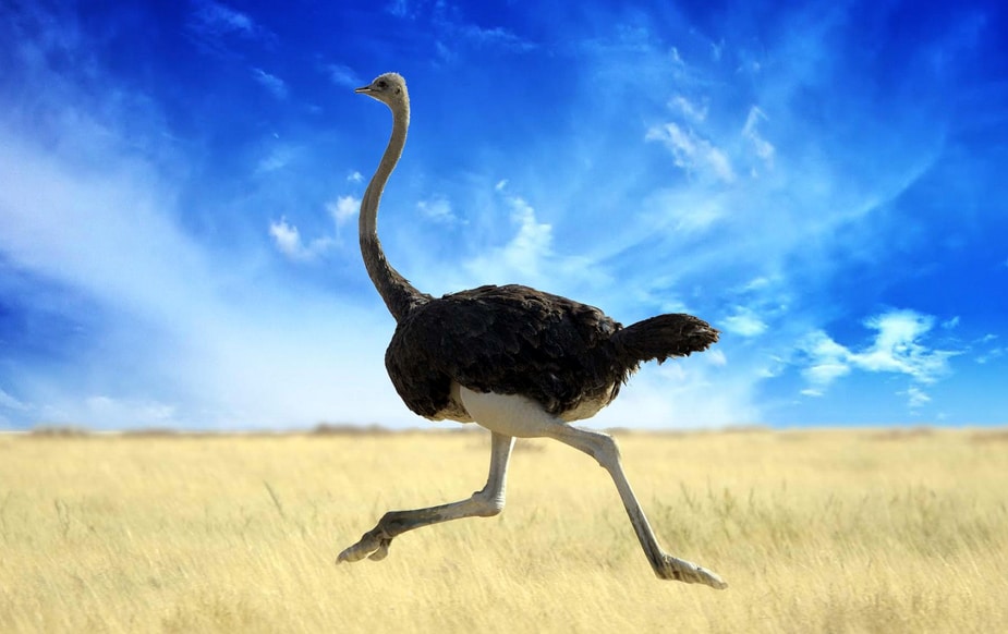 Flying Ostriches and Other New World Realities Explored | Bench T